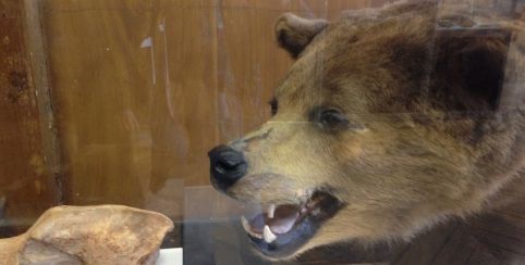 Faim de loup et appétit de moineau // Atelier en famille 6 ans et ...